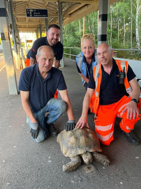 Runaway tortoise rescued after being spotted on train tracks - BBC ...