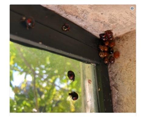 Have you had a Ladybird invasion? - BBC Newsround