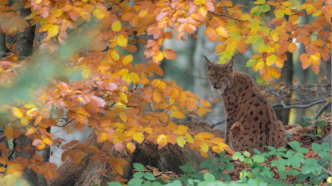 Lynx could thrive in Northumberland, study finds - BBC News