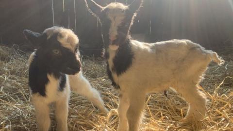 First goats born in North Norfolk council breeding scheme - BBC News