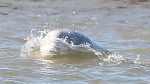 Young sailors from Tenby 'ecstatic' at dolphin encounter - BBC News
