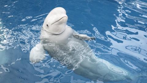 Beluga whales change shape of their heads to communicate - BBC Newsround
