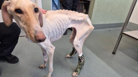 RSPCA's 'thinnest dog' Peanut ready for forever home - BBC News