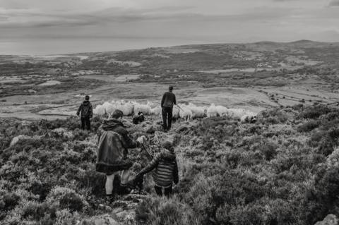 Bywyd ar fferm fynydd Gymreig // Life on a Welsh hill farm - BBC Cymru Fyw
