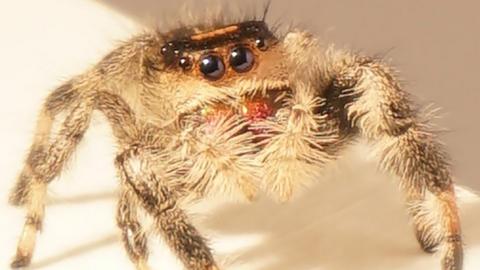 How a spider jumps on its prey - science has the answer - BBC News