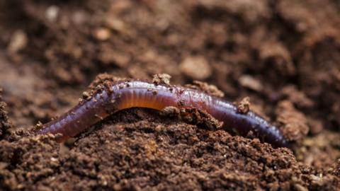 Ghost slugs: Why we're watching out for spooky slugs - BBC Newsround