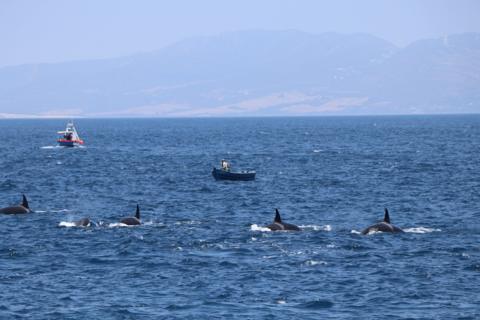 Atlantic orcas 'learning from adults' to target boats - BBC News