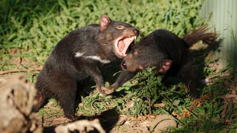 Tasmanian devils 'adapting to coexist with cancer' - BBC News