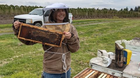Farmers turn to tech as bees struggle to pollinate - BBC News