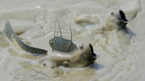 What does this walking fish reveal about evolution? - BBC Newsround