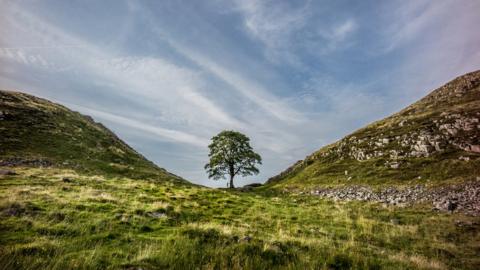 Sycamore Gap: New life springs from rescued tree - BBC News