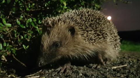 Hedgehog population plummets in UK countryside, research suggests - BBC ...