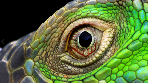 The photographer who captures the expressions of tiny animals - BBC News
