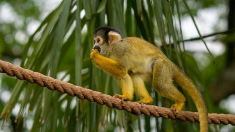 Exotic pets: What are the rules around keeping primates? - BBC Newsround