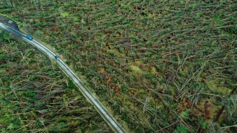 UK forests face 'catastrophic ecosystem collapse' - BBC News
