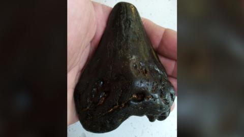 Boy, six, finds giant megalodon shark tooth on Bawdsey beach - BBC News
