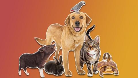 Pets: How to look after dogs, cats, rabbits and tortoises - BBC Newsround