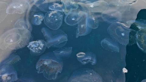 Rare crystal jellyfish spotted off Cornwall coast - BBC News