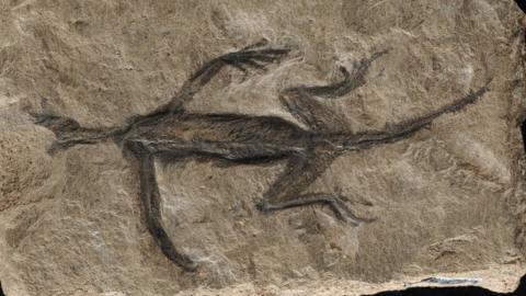 Archaeologists find a '280 million-year-old fossil' forgery - BBC Newsround