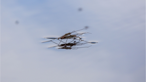 Nature crisis: 'Insect apocalypse' more complicated than thought - BBC News