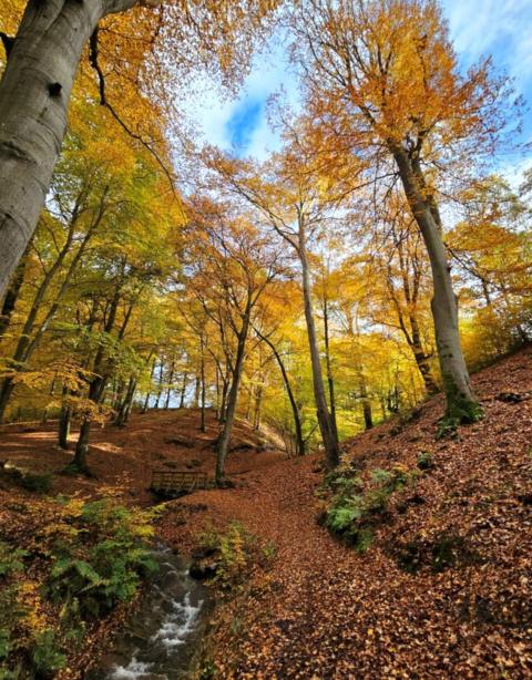 Your pictures of Scotland: 3 November - 10 November - BBC News