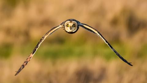 Daniel Hauck: 'I'm inspired by photographing wildlife around me' - BBC News