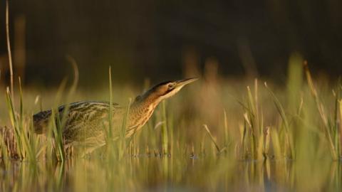 'Booming' bittern heard on Isle of Wight for first time - BBC News