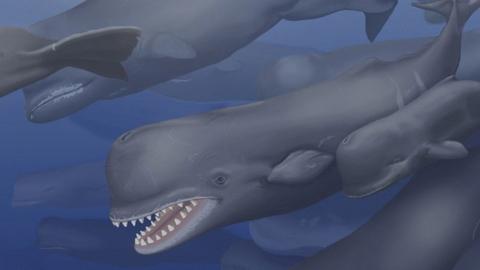 Burton Constable: Plea to return 'Moby Dick' whale bones - BBC News