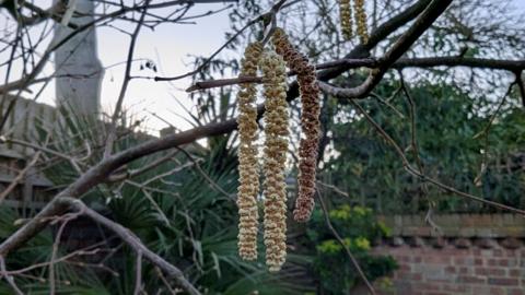 Severe pollen season causing hay fever symptoms for allergy sufferers ...