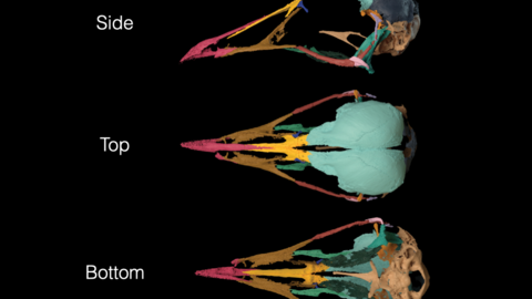 Bird brain from age of dinosaurs to help Cambridge researchers - BBC News