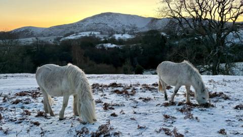 In pictures: Snow falls in parts of Surrey - BBC News