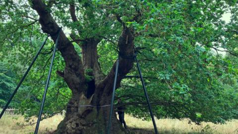 The Druids Oak is 800 years old - can it help save forests? - BBC News