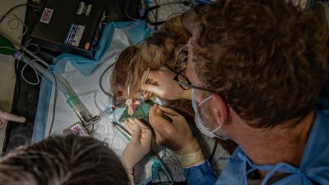 Chester Zoo sloth has dental surgery to cure toothache - BBC News
