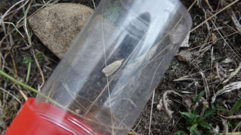 Norfolk Snout moth believed extinct a 'phenomenal' find - BBC News