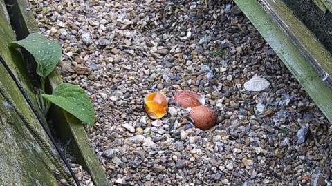 Peregrine falcon eggs smashed in St Albans Cathedral live stream - BBC News
