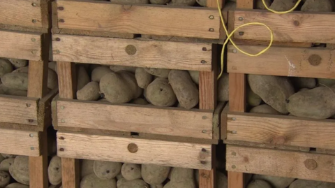 International supplier completes buy of Jersey potato company - BBC News