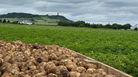 Comber: Festival celebrates 'early' harvest of earlies potato - BBC News