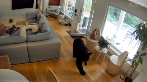 A bear in someone's living room.