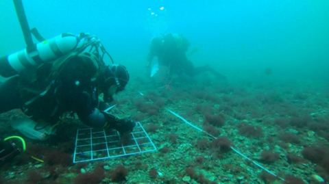 Divers discover new beds of rare maerl off Cornish coast - BBC News