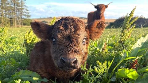 Highland calf lying in grass, with its mother in the background.