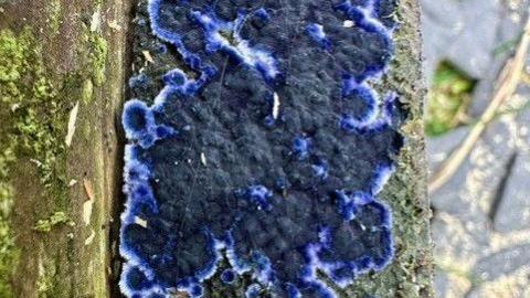 Rare fungus spotted for first time in 50 years - BBC News