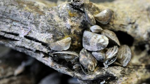 Invasive species - BBC News