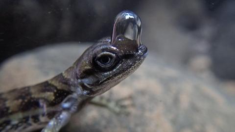 Lizards use air bubble to become 'world's smallest scuba divers' - BBC ...