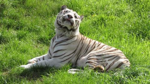 Hundreds remember West Midlands Safari Park white tiger - BBC News