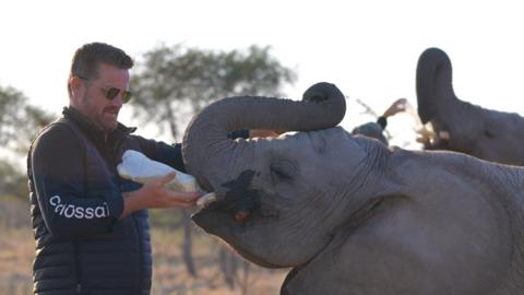 Mice experiment as step to create mammoth-like elephants - BBC News