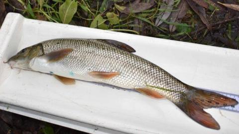 Goring: River Thames fishery restocked with 250 barbel - BBC News