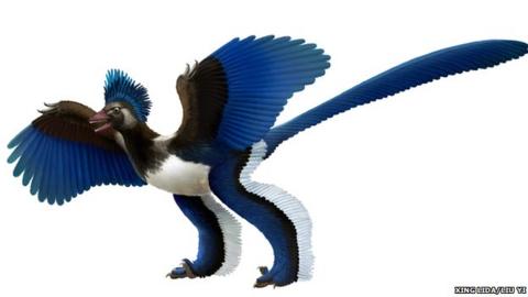 Feathers fly in first bird debate - BBC News