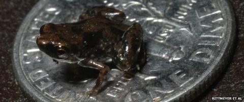 World's smallest frog discovered - BBC News