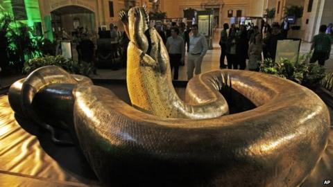 Giant prehistoric Titanoboa snake 'could return'! - BBC Newsround