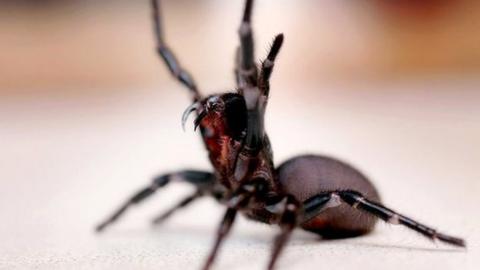 Meet Hercules, the biggest deadly Sydney funnel-web male spider ever ...